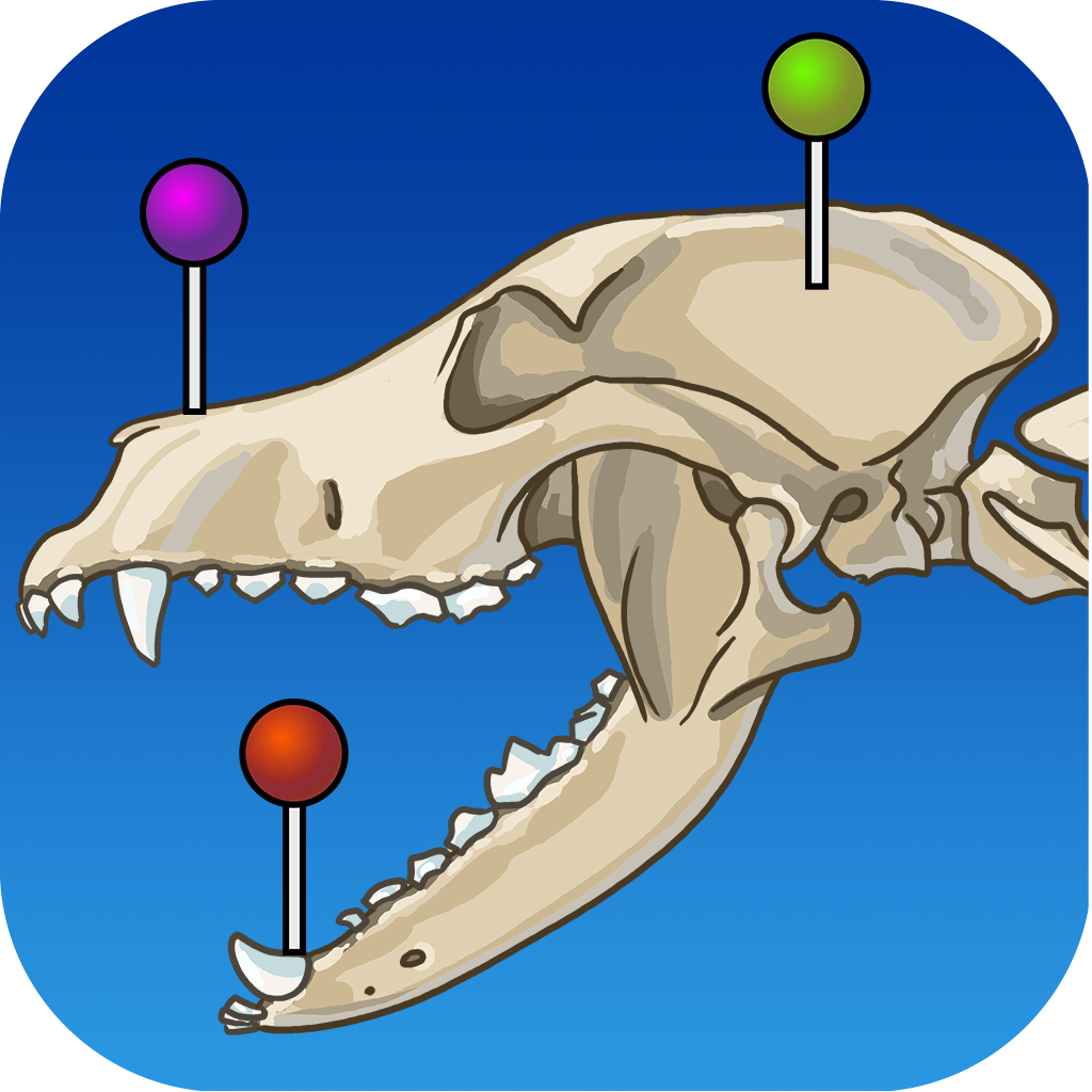 First steps with vet-Anatomy – IMAIOS Help Center
